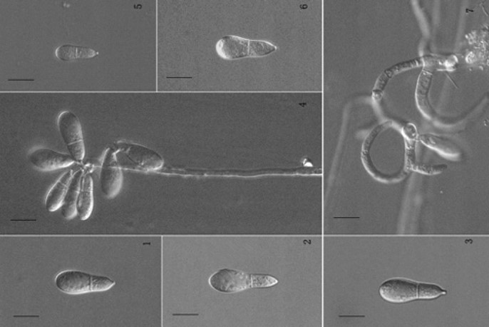 中国西南野生生物种质资源库-首页