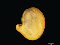 中国西南野生生物种质资源库-首页